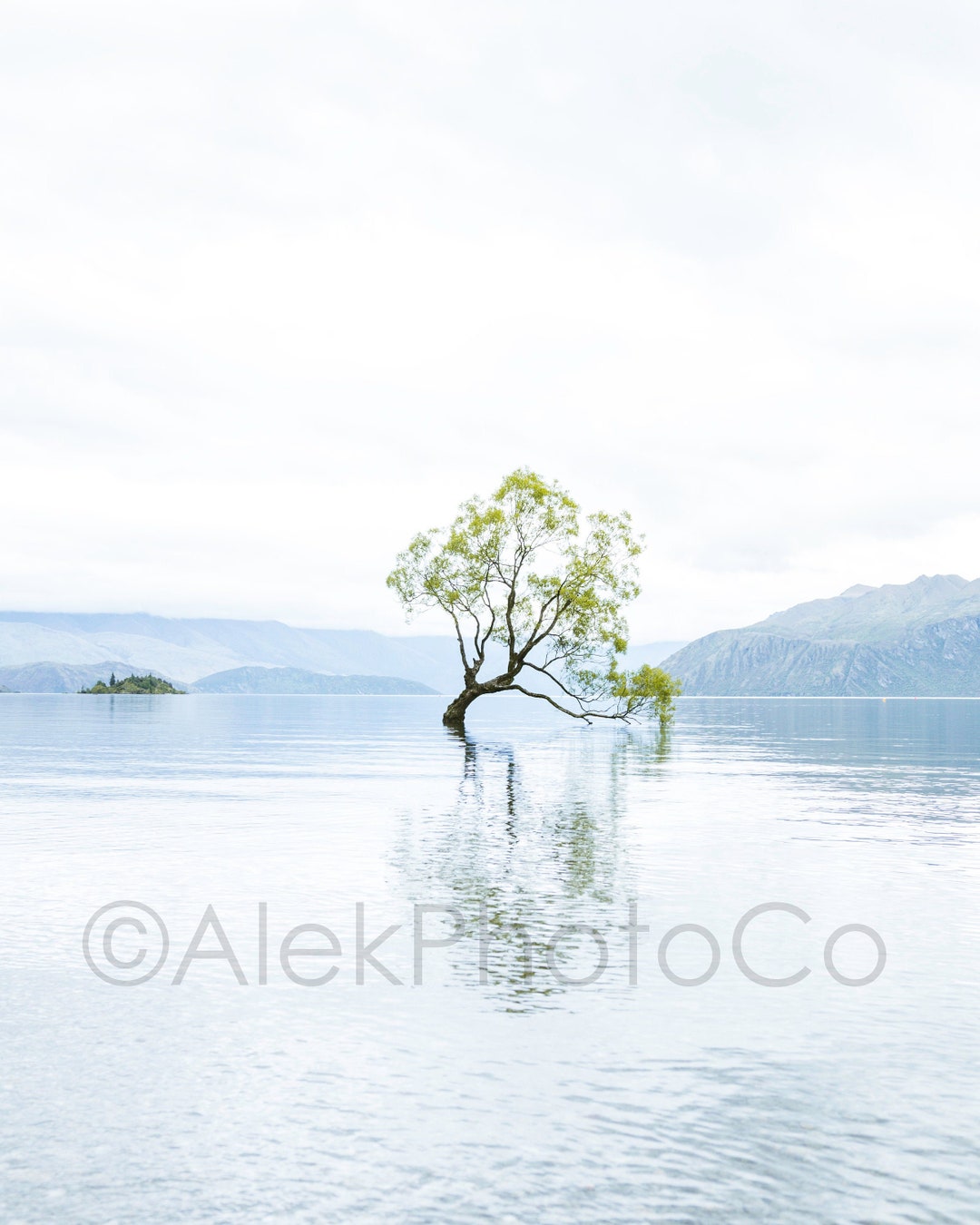 Wanaka Tree Photography Print, New Zealand Photography Print - Etsy