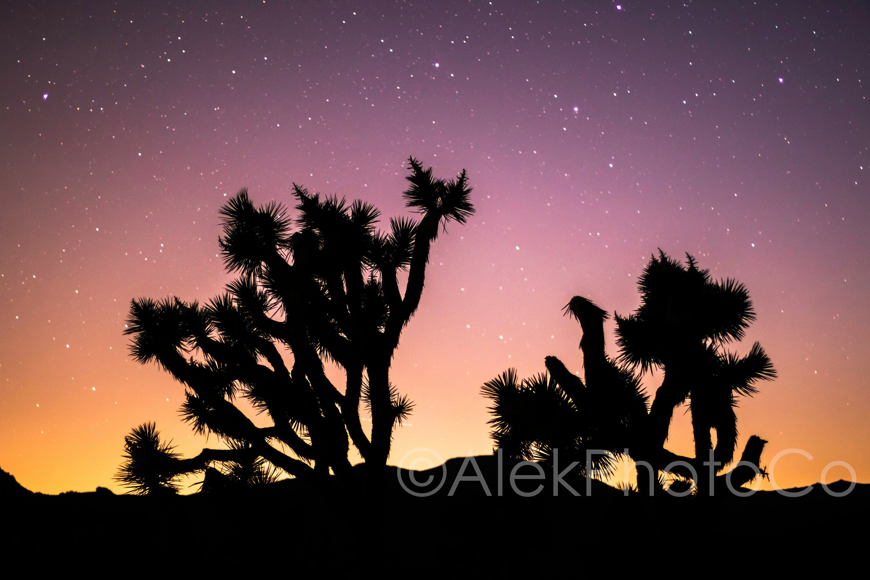 Joshua Tree Photography Print Joshua Tree Night Sky - Etsy UK