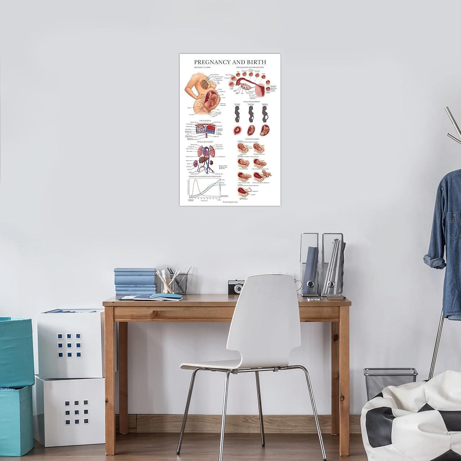 2-pack Labor & Birthing Positions Poster + Pregnancy Anatomy Chart ...
