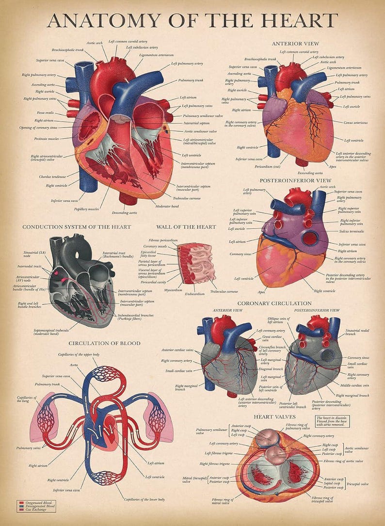 Vintage Heart Anatomy Poster - LAMINATED - Anatomical Chart of the ...