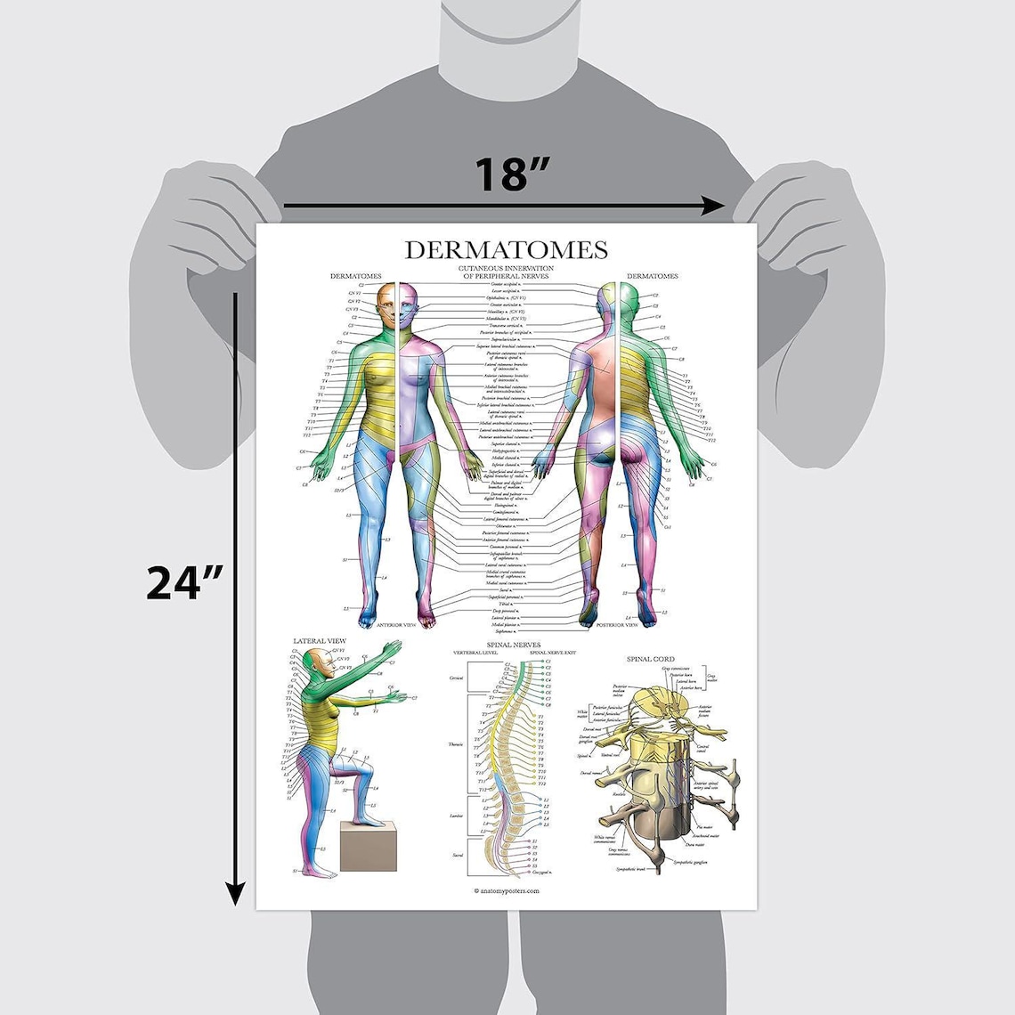 Dermatomes & Nervous System Anatomical Chart - Dermatomes Anatomy ...