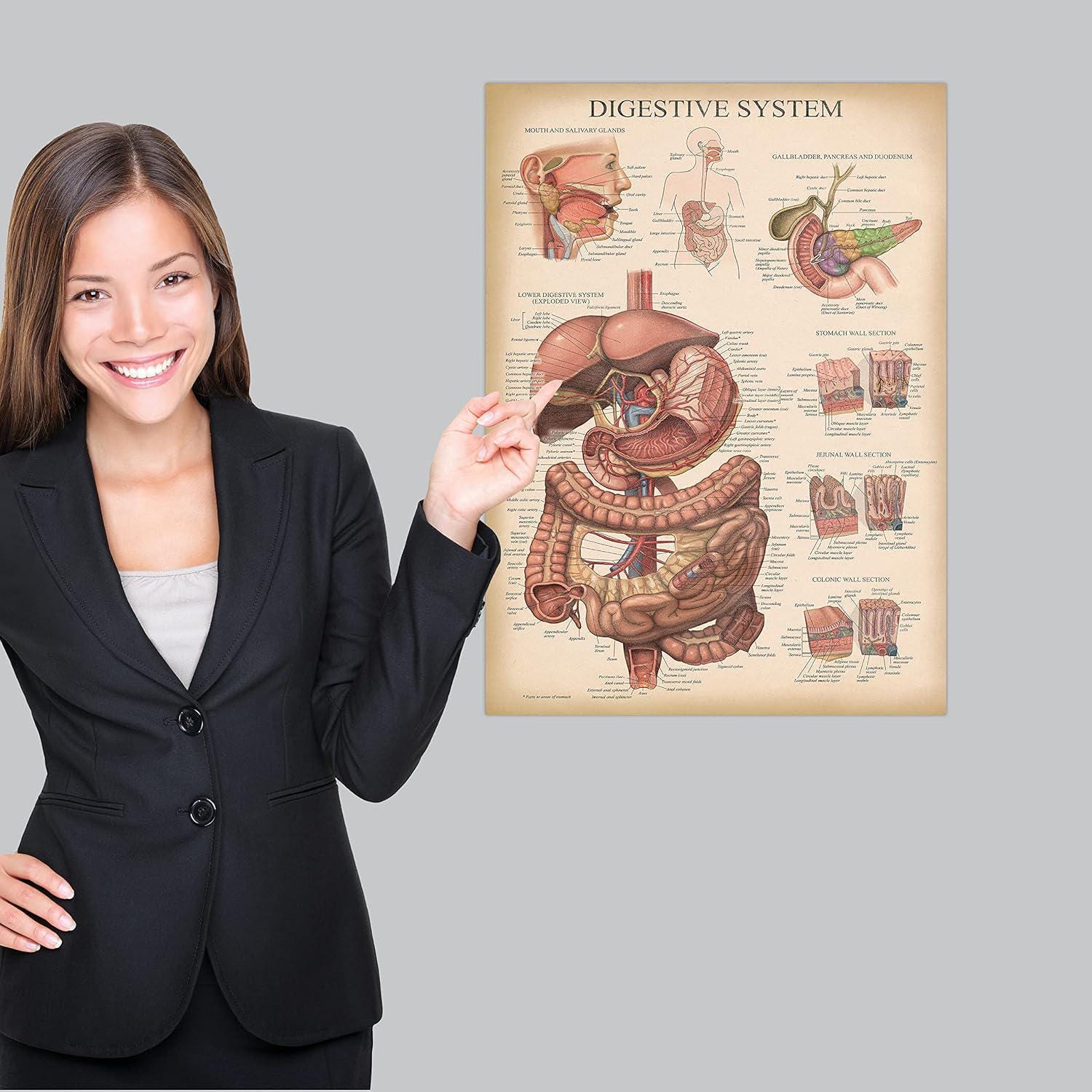 10-pack Vintage Anatomical Poster Set - Muscular, Skeletal, Digestive ...
