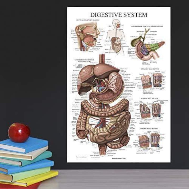Palace Learning Laminated With Plastic Frame Digestive System ...
