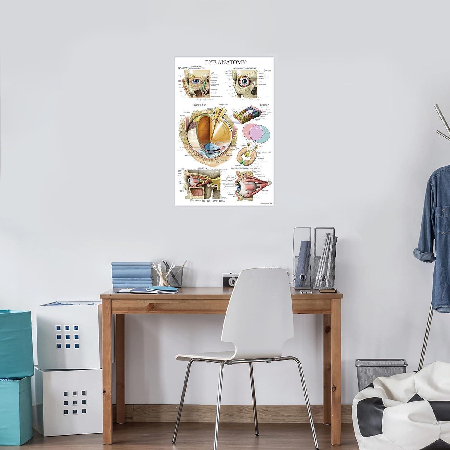 LAMINATED Eye Anatomical Poster - Human Eye Anatomy Chart - 18" X 24 ...