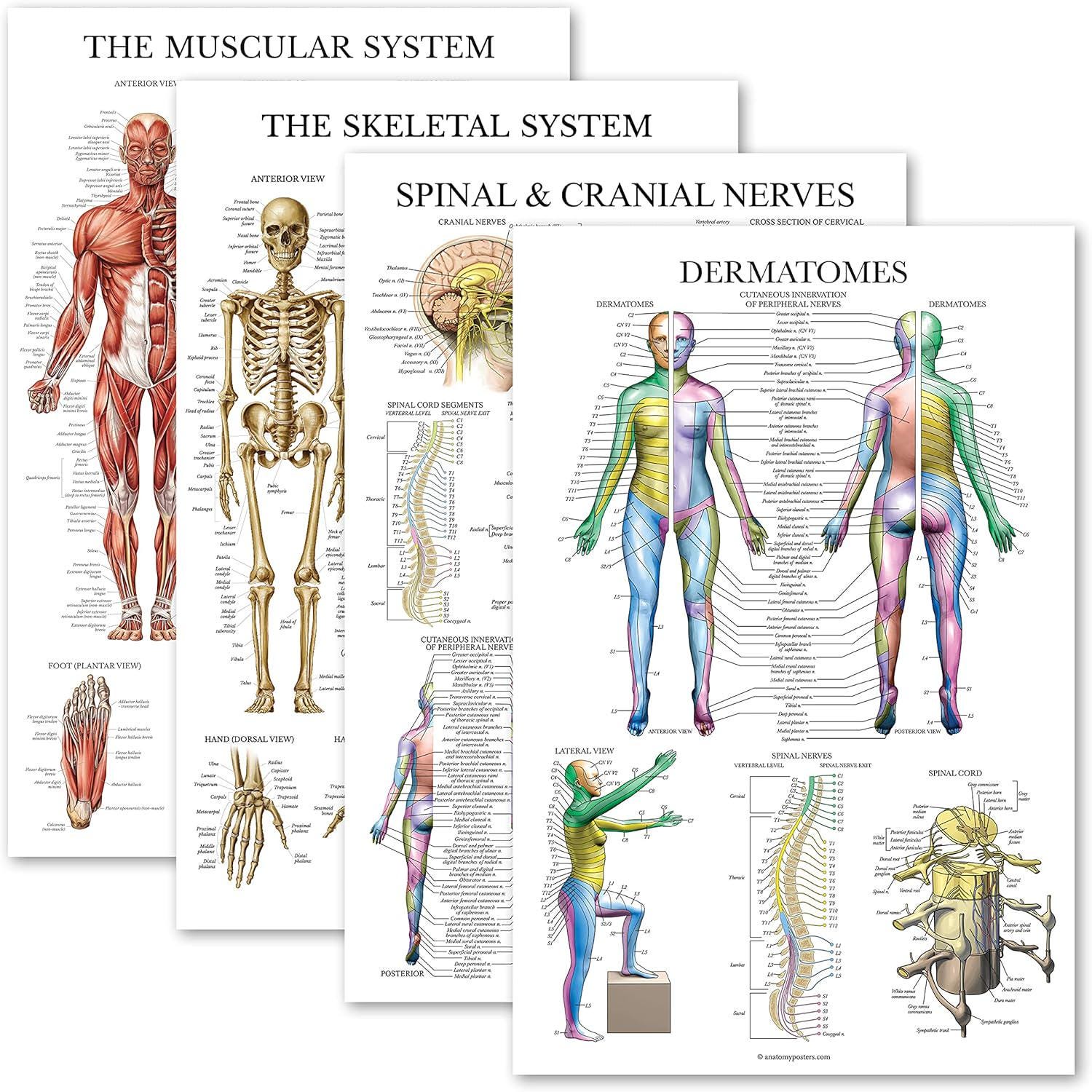 4-pack Anatomical Poster Set - Muscular, Skeletal, Spinal Nerves ...