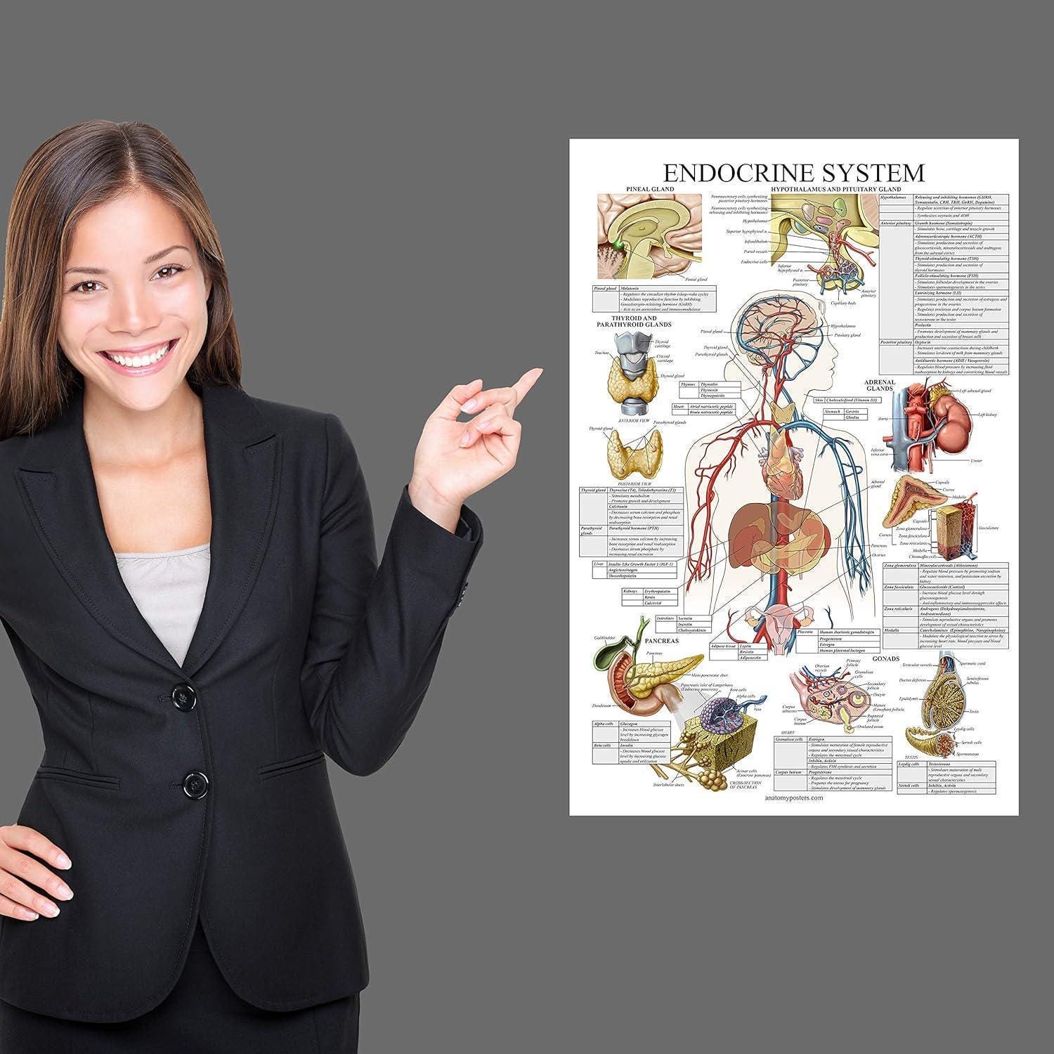 Laminated Endocrine System Anatomical Chart - Endocrine Anatomy Poster ...