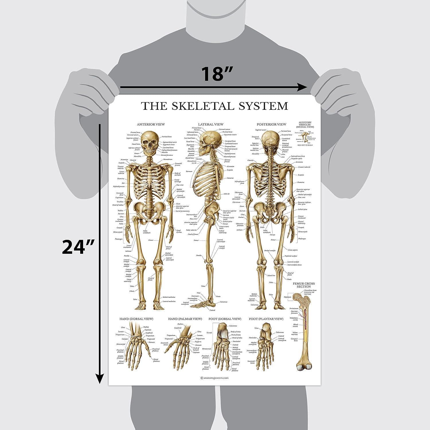 18 Pack - Anatomical Posters (laminated): Muscular, Skeletal, Digestive ...