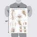 Disorders of the Spine Anatomy Poster - Laminated Spinal Disorders ...