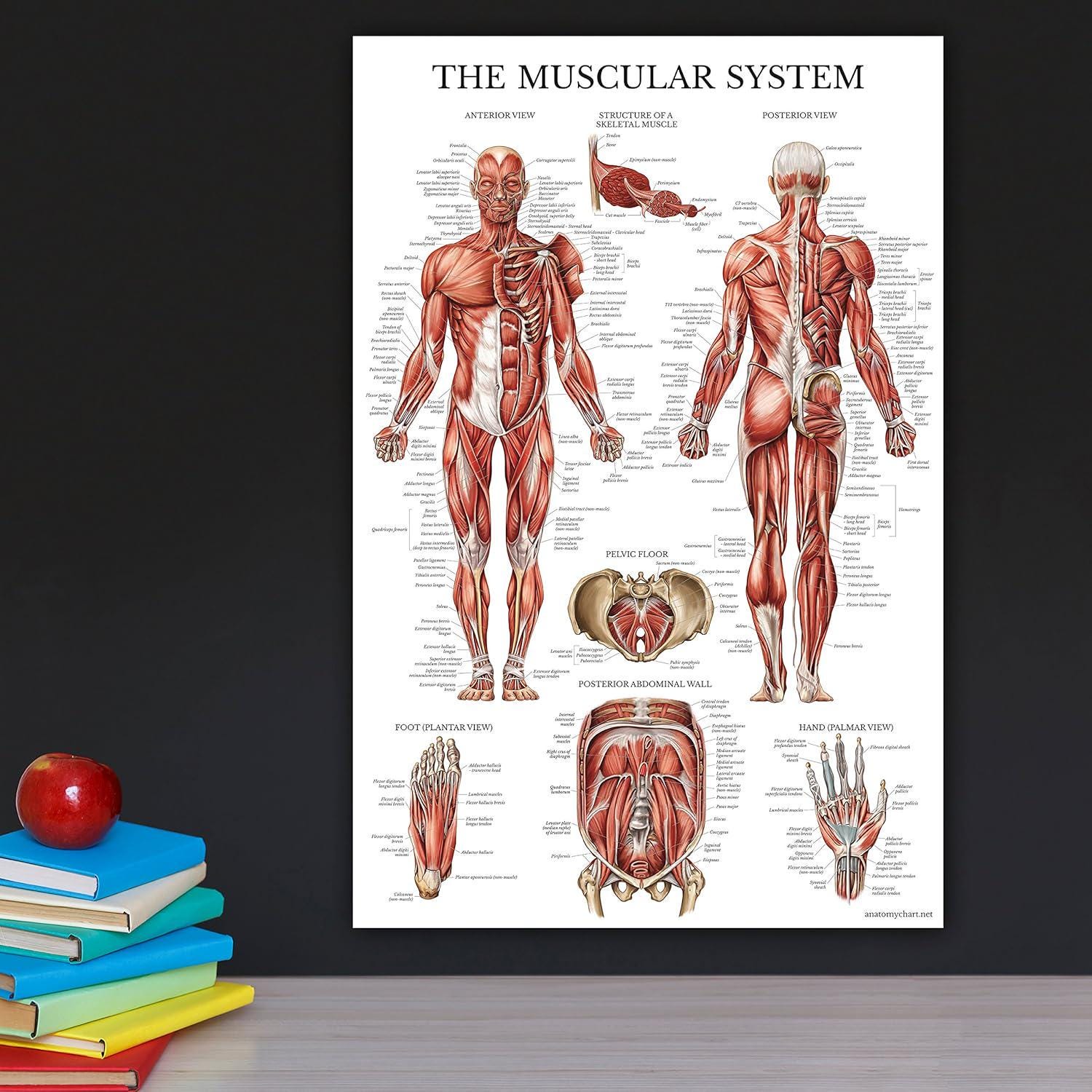 3-pack Anatomical Charts - Muscle, Skeleton, & Ligaments of the Joints ...