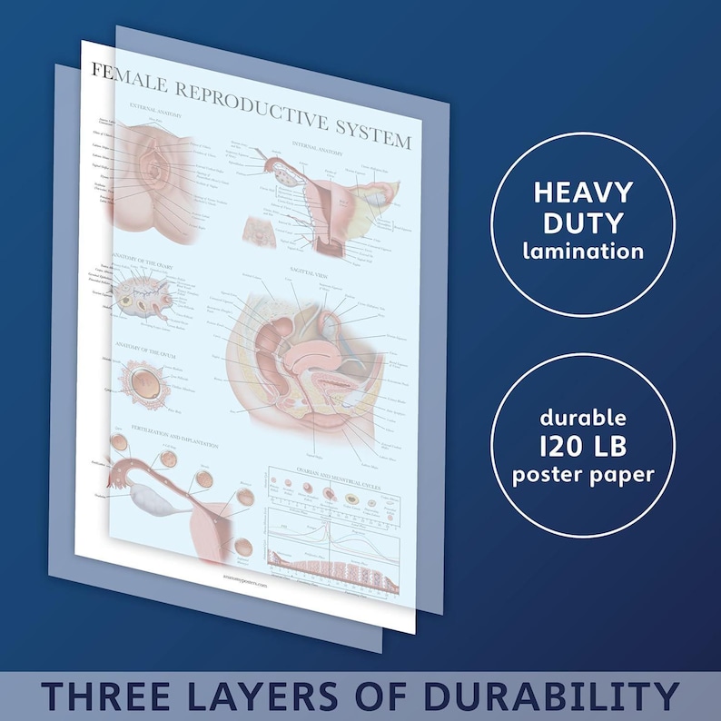 2 Pack - Female Reproductive Anatomy Poster + Pregnancy and Birth ...