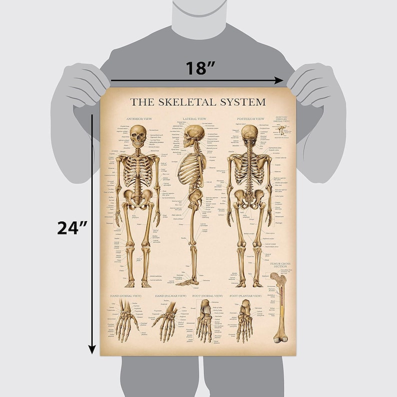 Vintage Muscular and Skeletal System Chart Set - Human Skeleton ...