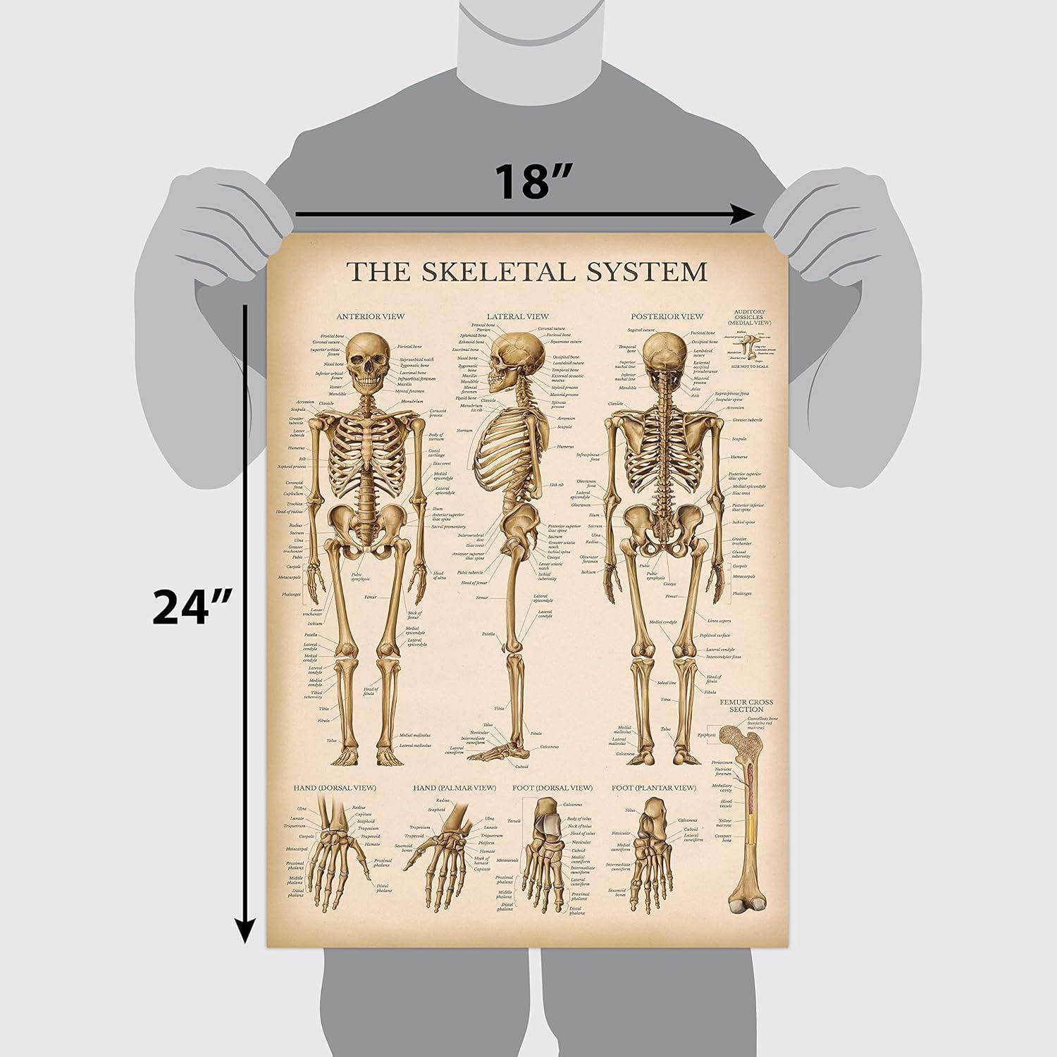 Vintage Muscular and Skeletal System Chart Set - Human Skeleton ...