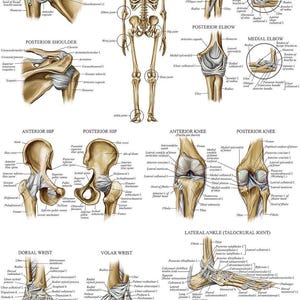 Ligaments of the Joints Anatomical Poster - LAMINATED - Ligament ...