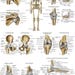 Ligaments of the Joints Anatomical Poster - LAMINATED - Ligament ...