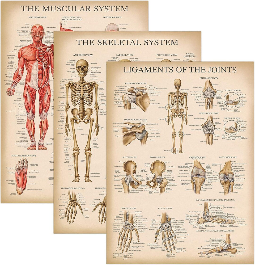 3-pack Vintage Anatomy Charts - Muscle, Skeleton, & Ligaments of the ...