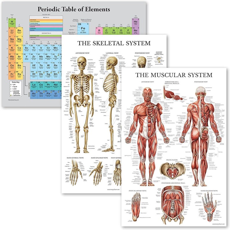 3 Pack - Periodic Table of the Elements Poster [grey] + Muscular ...
