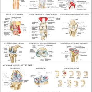 2 Pack - Anatomy and Injuries of the Knee & Hip Poster Set - Anatomical ...