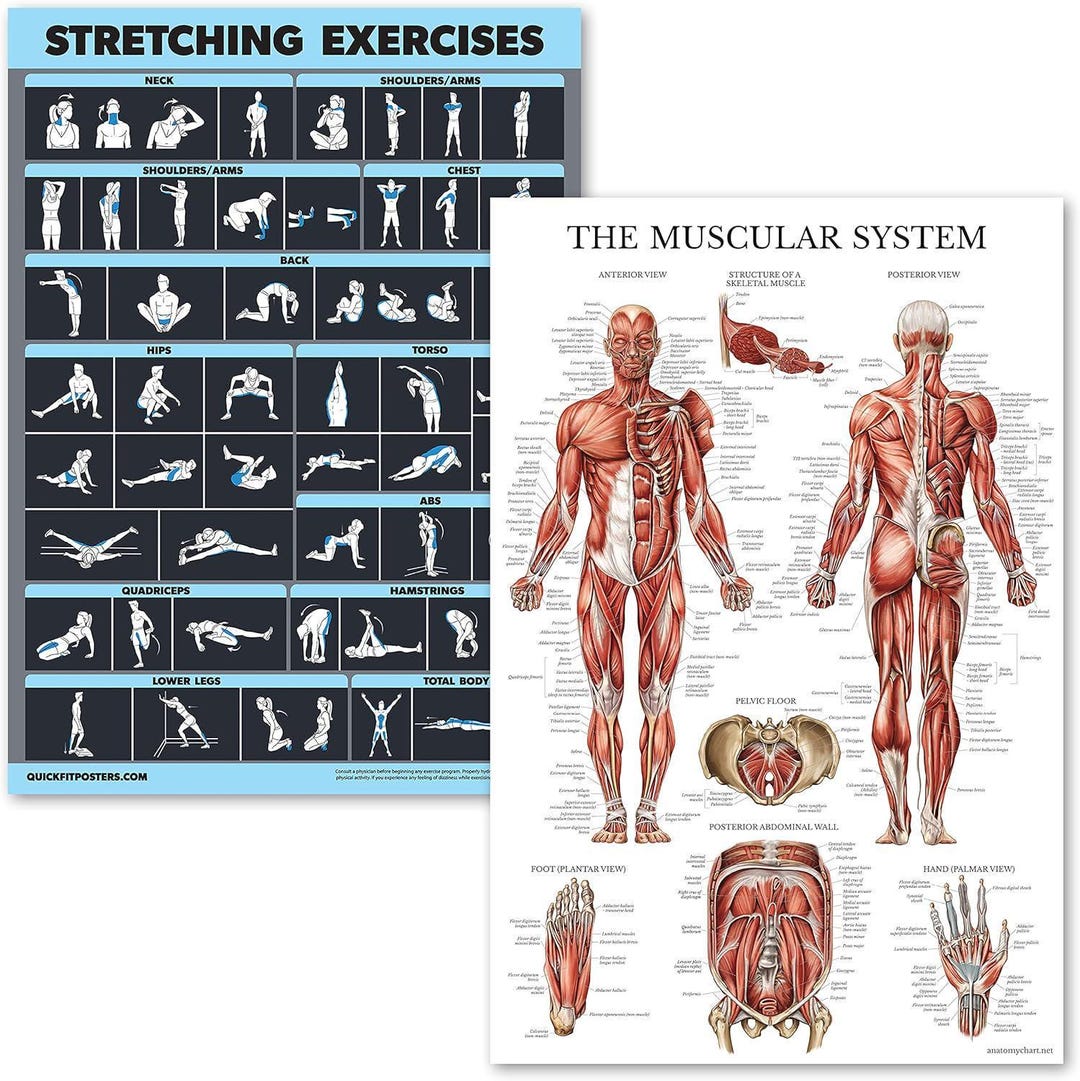 2-pack Stretching Exercises & Muscular System Posters - Laminated ...