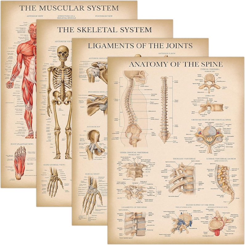 4-pack Vintage Anatomy Poster Set - Muscular, Skeletal, Ligaments of ...
