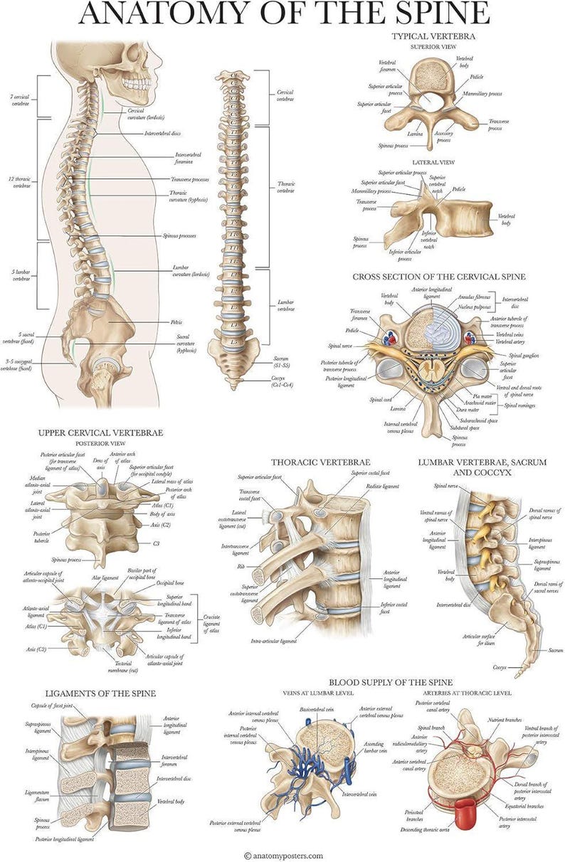 2 Pack: Spinal and Cranial Nerves + Anatomy of the Spine Poster Set ...