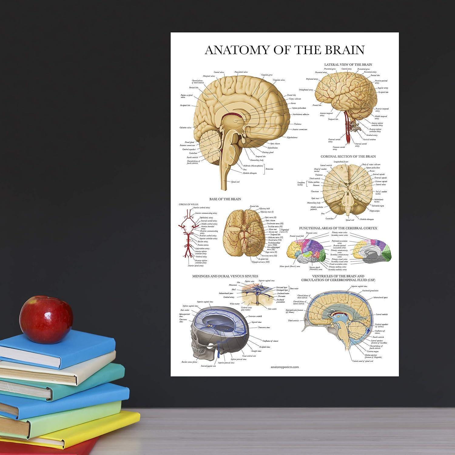 Palace Learning Brain Anatomy Poster - Laminated With Plastic Frame ...