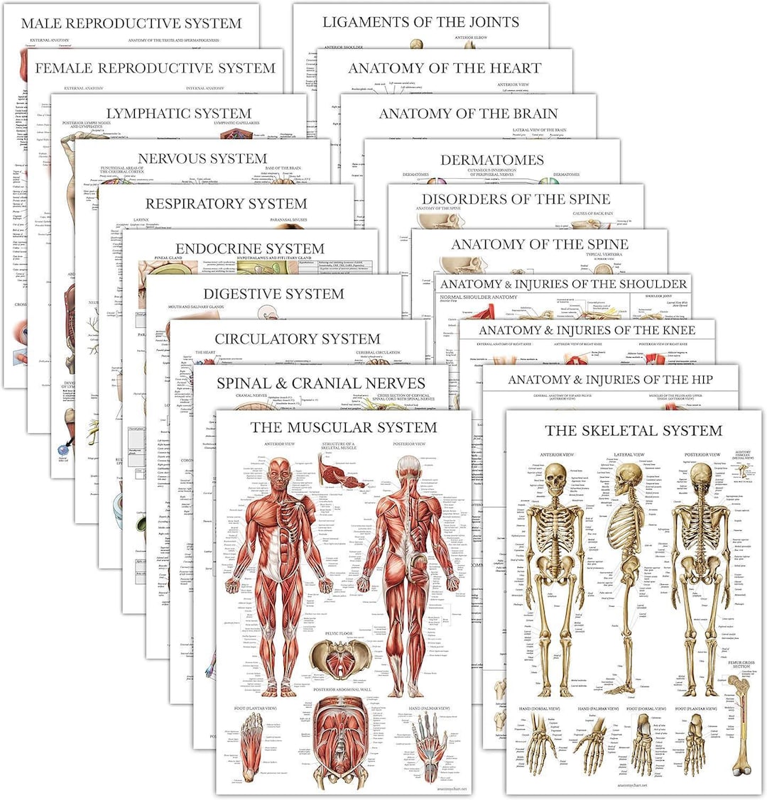 20 Pack - Anatomical Posters (laminated): Muscular, Skeletal, Digestive ...