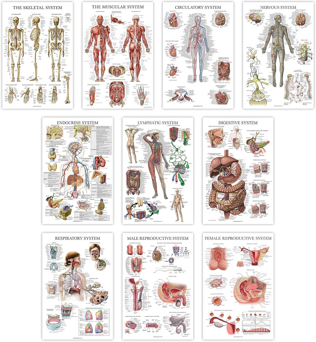 10 Pack - Anatomy Posters (paper, Not Laminated): Muscular, Skeletal ...