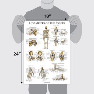 Ligaments of the Joints Anatomical Poster - LAMINATED - Ligament ...
