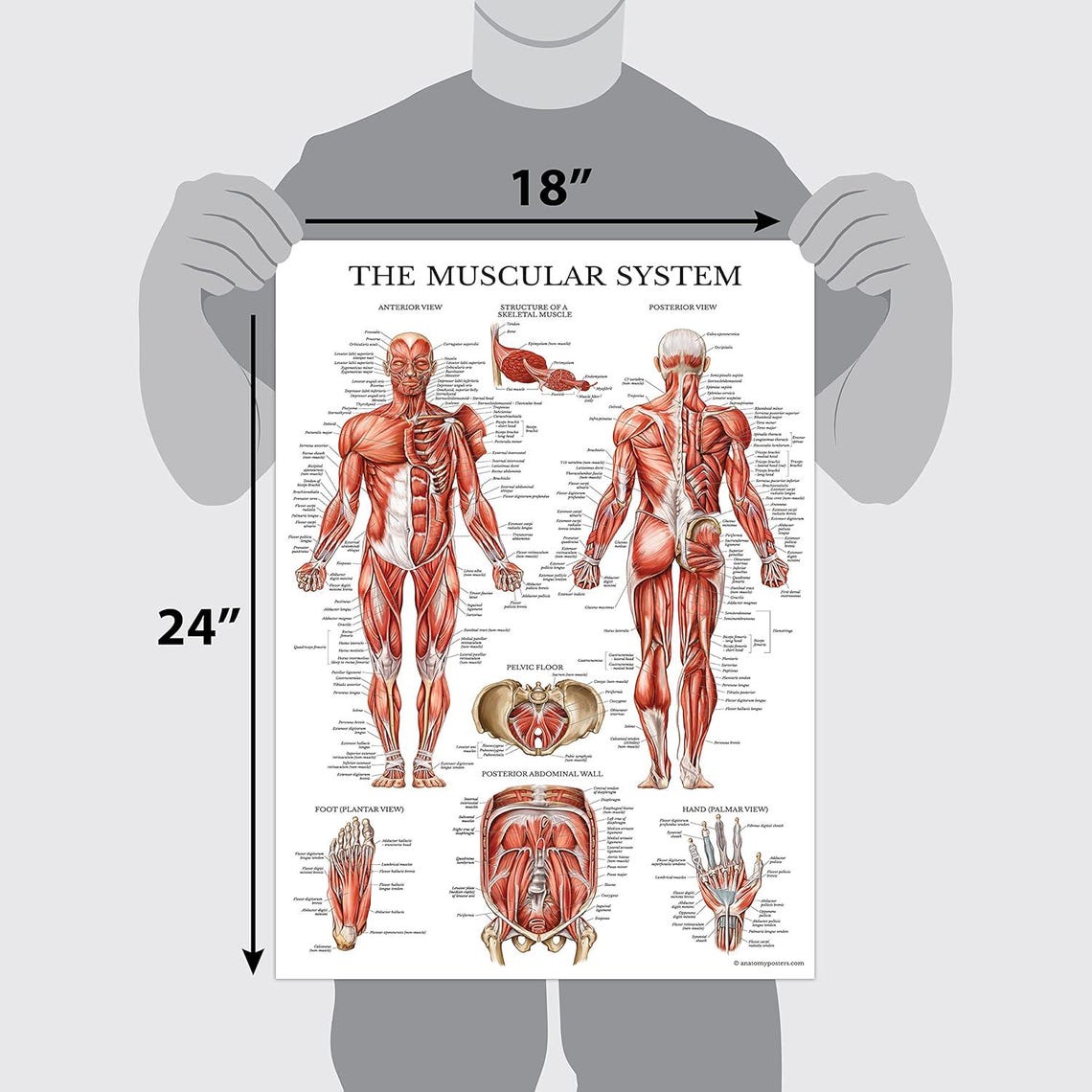 4-pack Anatomical Poster Set - Muscular, Skeletal, Spine Anatomy ...