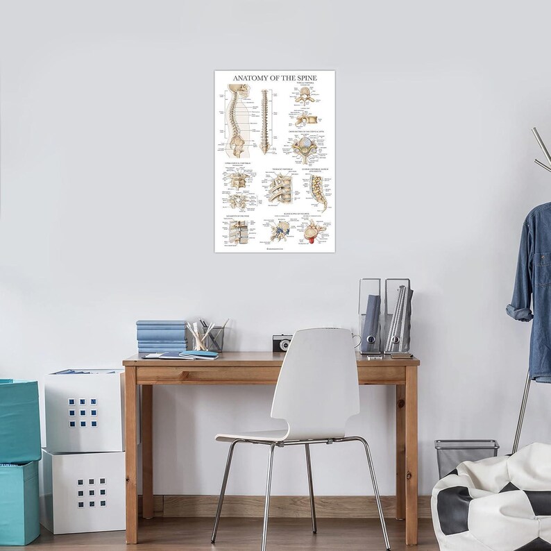 Palace Learning Anatomy of the Spine Poster - Laminated Spinal ...