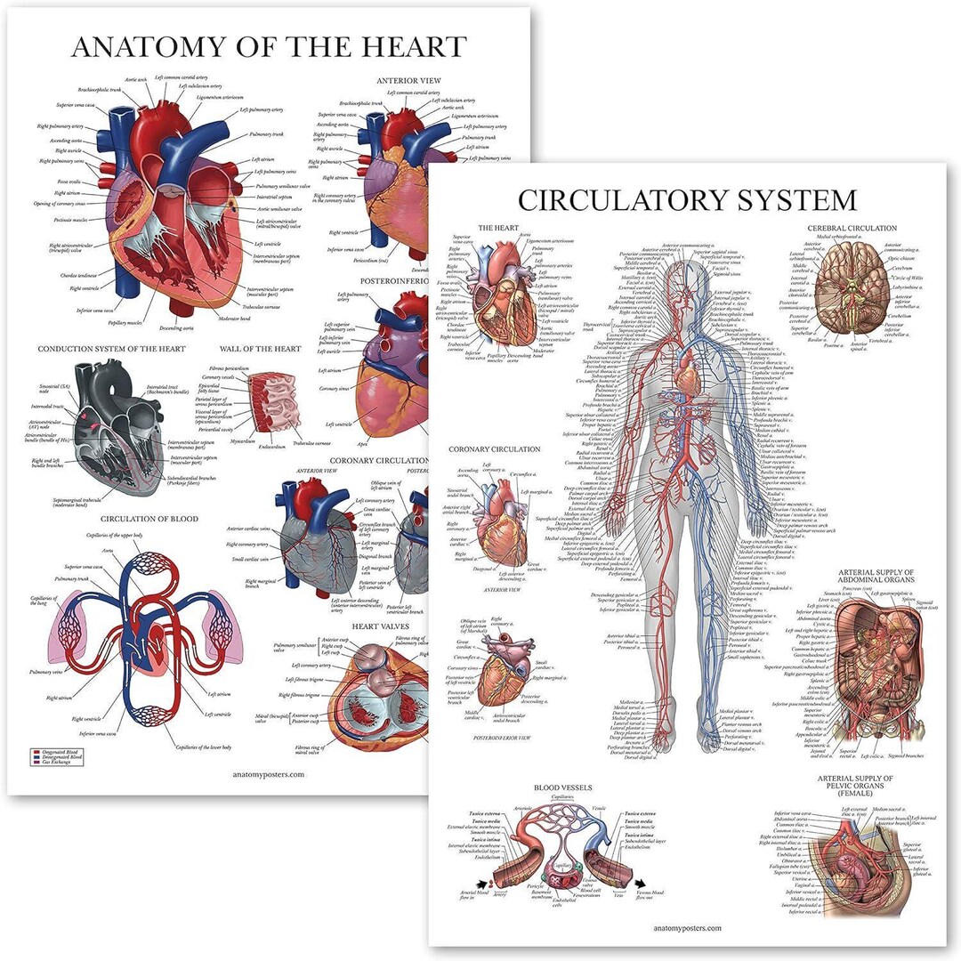 2 Pack - Circulatory System & Heart Anatomy Posters - Set of 2 ...