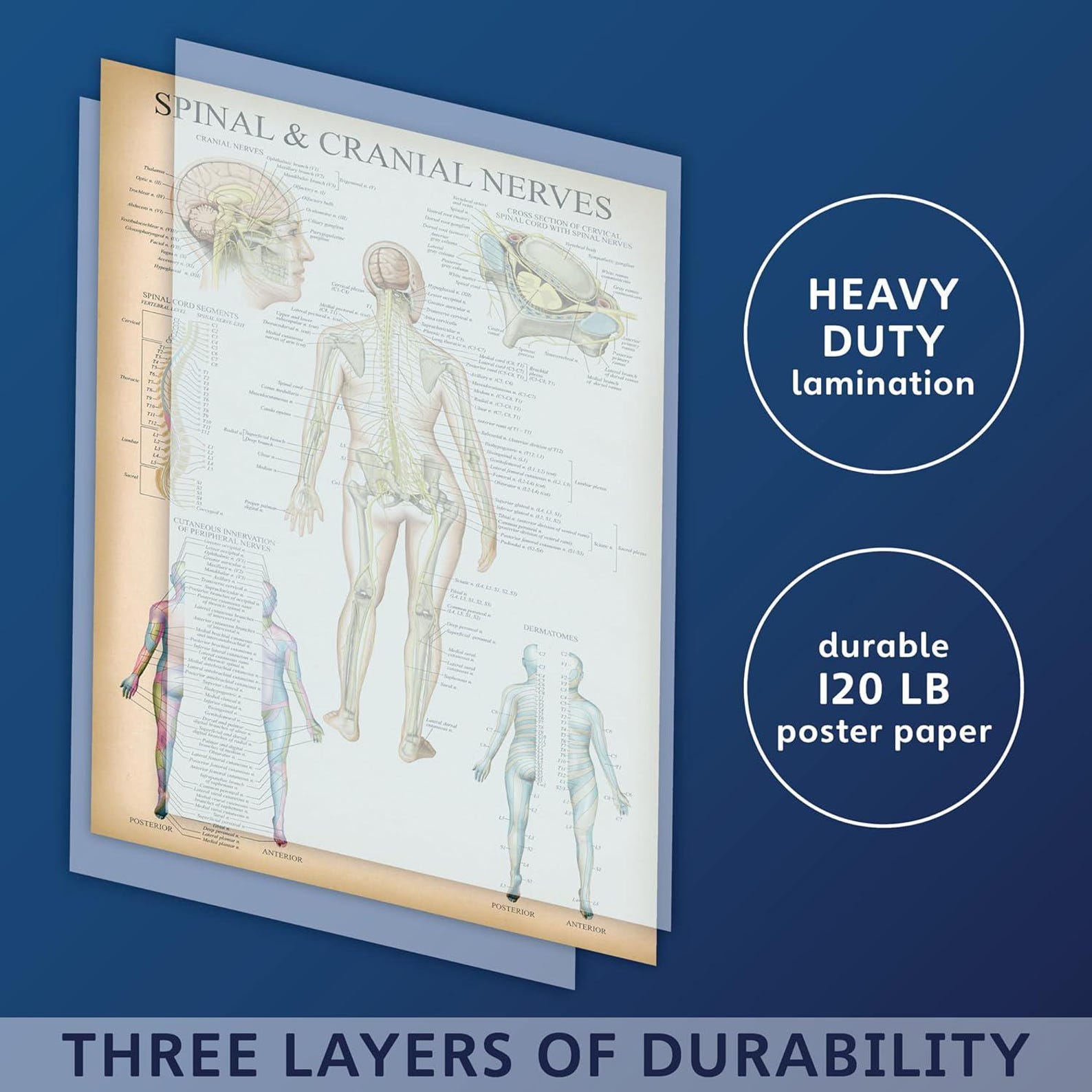 Vintage Spinal Nerves Anatomical Chart - Spine and Cranial Nervous ...