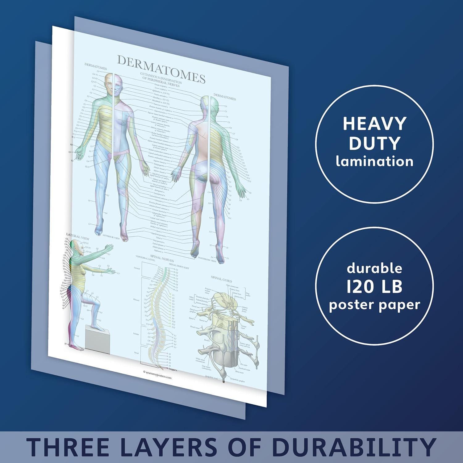 Dermatomes & Nervous System Anatomical Chart - Dermatomes Anatomy ...