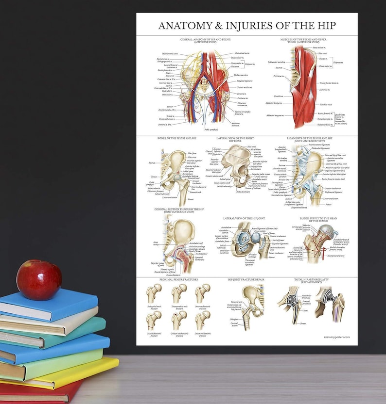 Laminated Anatomy and Injuries of the Hip Poster - Hip Joint Anatomical ...