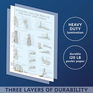 Laminated Anatomy and Injuries of the Foot and Ankle Poster ...