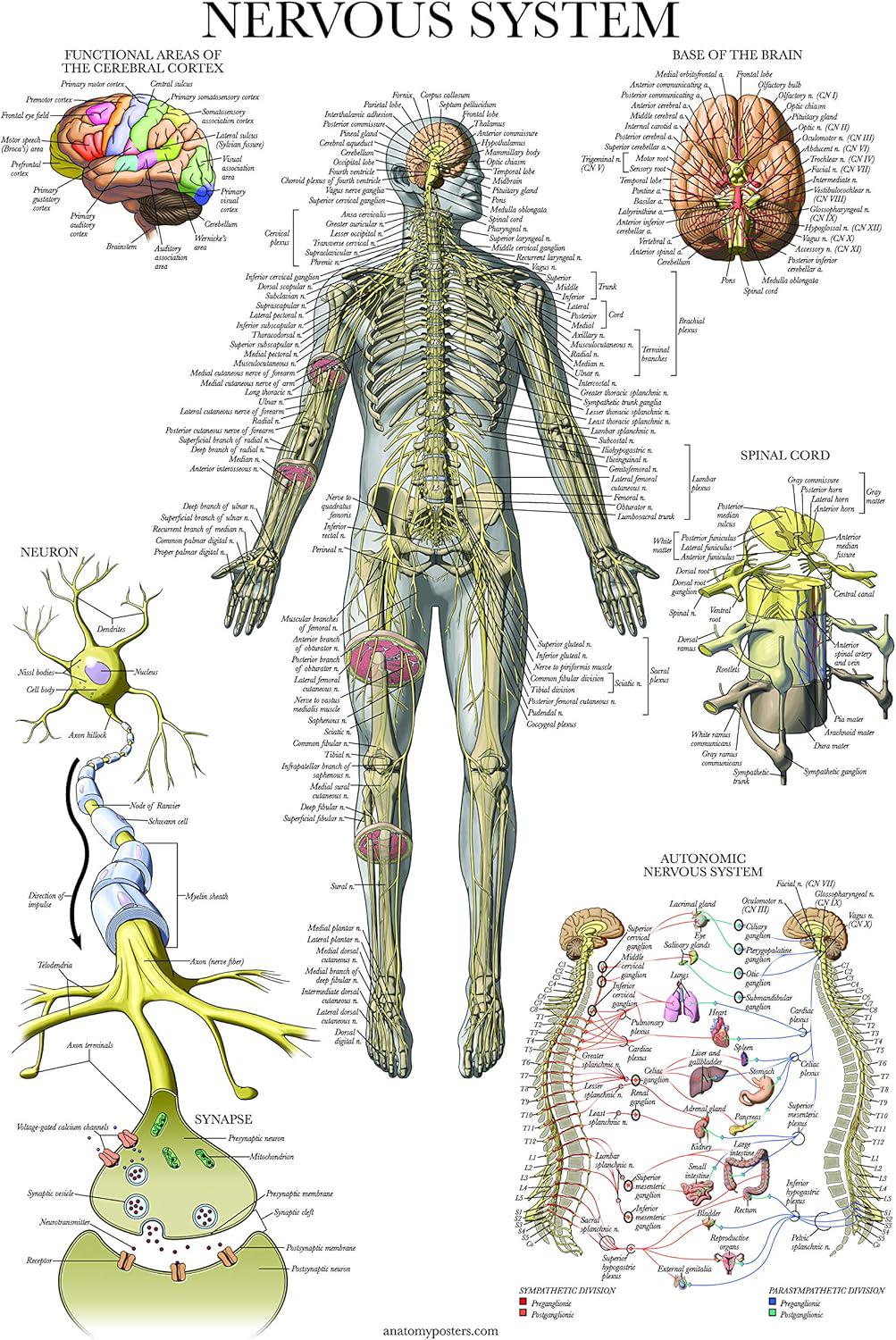 4-pack Anatomical Poster Set - Muscular, Skeletal, Nervous System ...