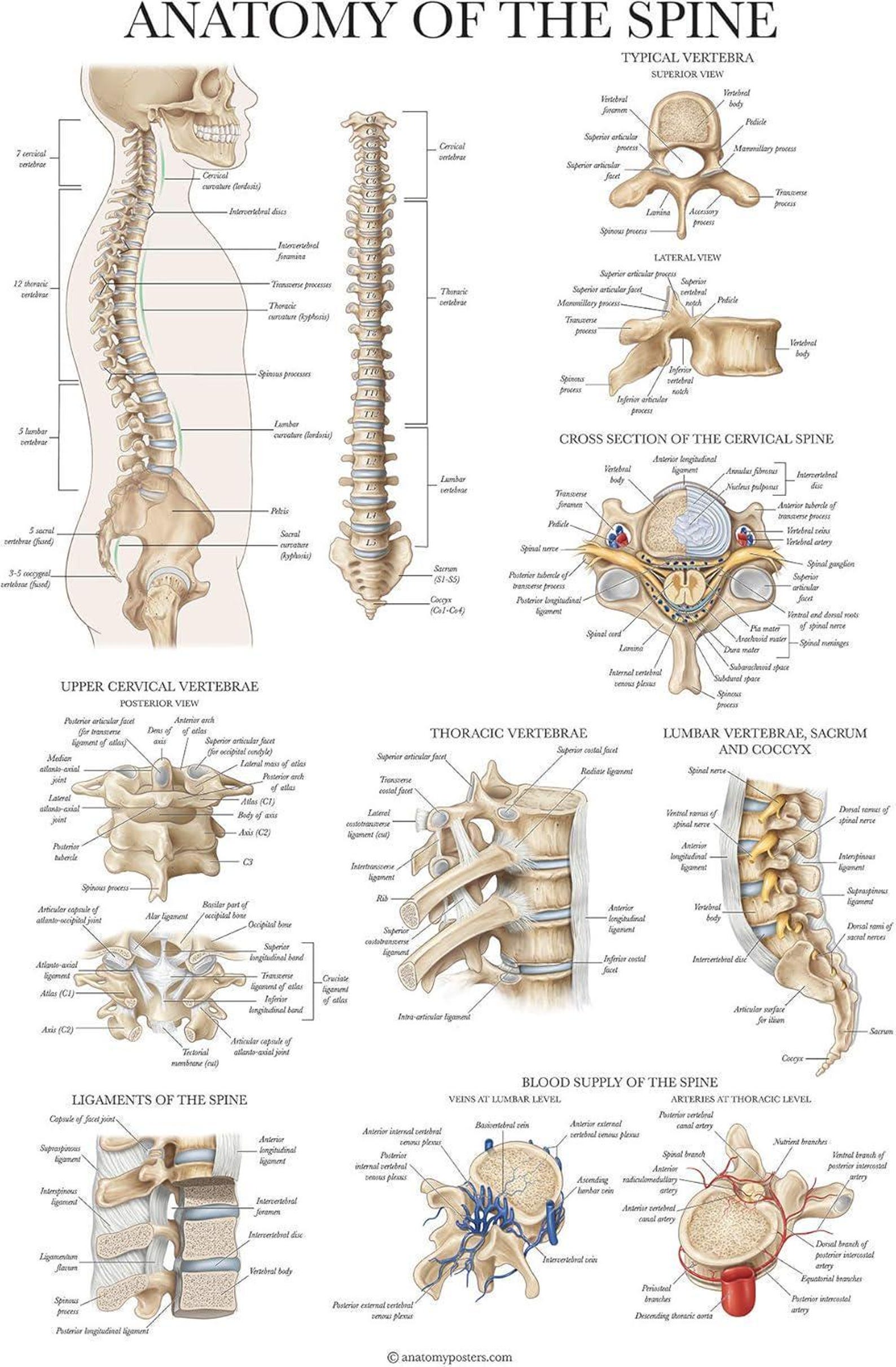Palace Learning Anatomy of the Spine Poster - Laminated Spinal ...
