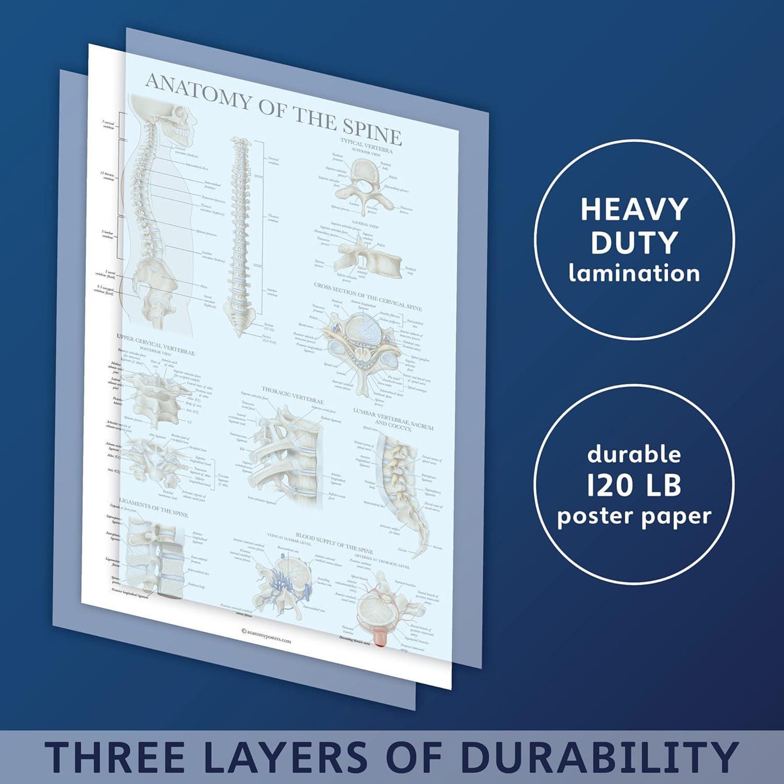 2 Pack: Spinal and Cranial Nerves + Anatomy of the Spine Poster Set ...