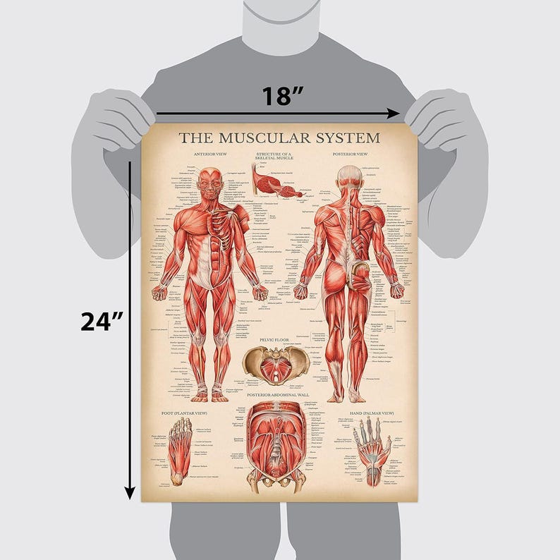 Palace Learning Vintage Muscular System Anatomical Chart - Human Muscle ...