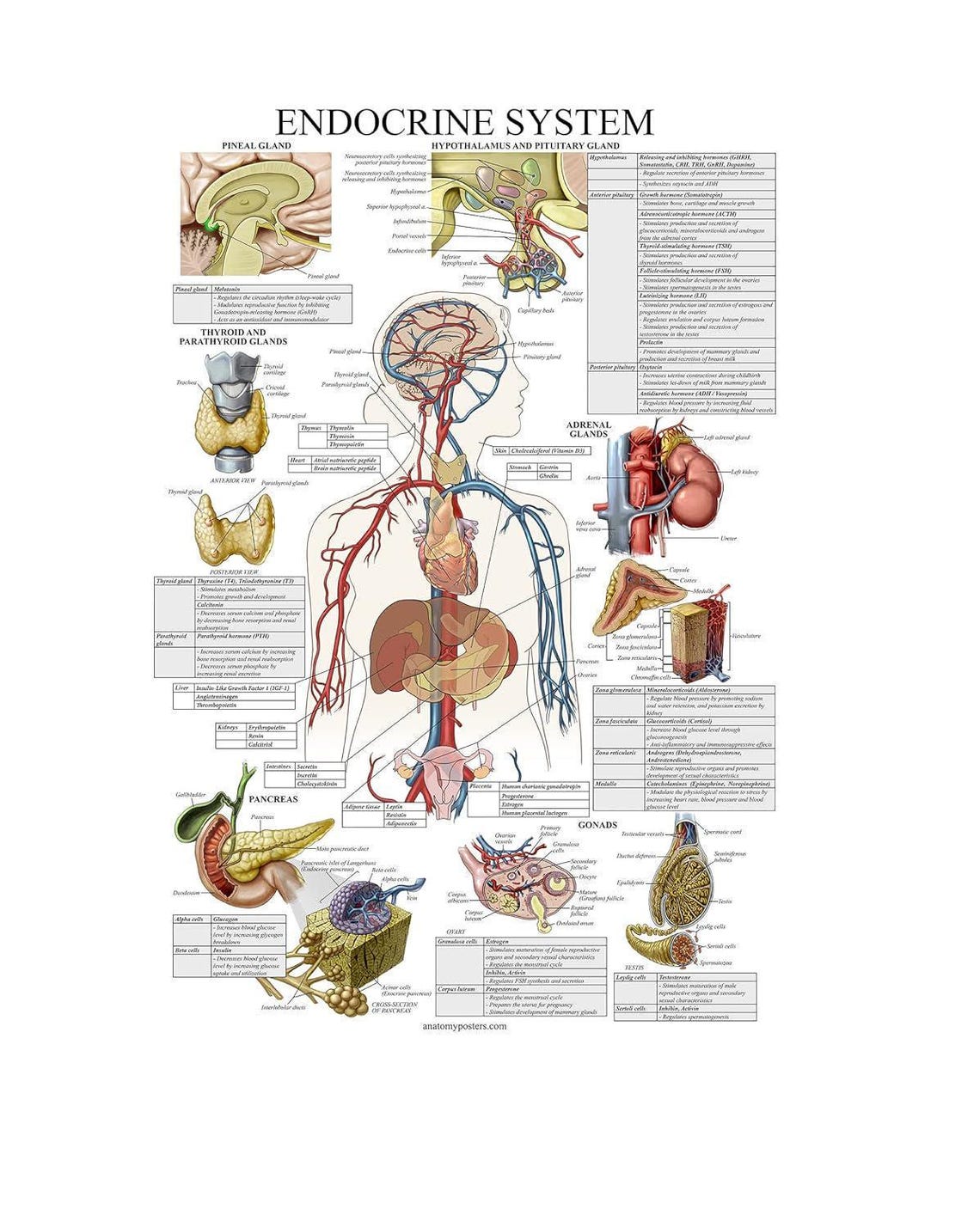 Laminated Endocrine System Anatomical Chart - Endocrine Anatomy Poster ...