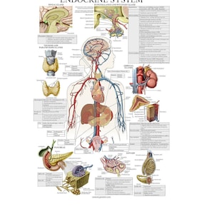 Laminated Endocrine System Anatomical Chart - Endocrine Anatomy Poster ...