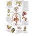 Laminated Endocrine System Anatomical Chart - Endocrine Anatomy Poster ...