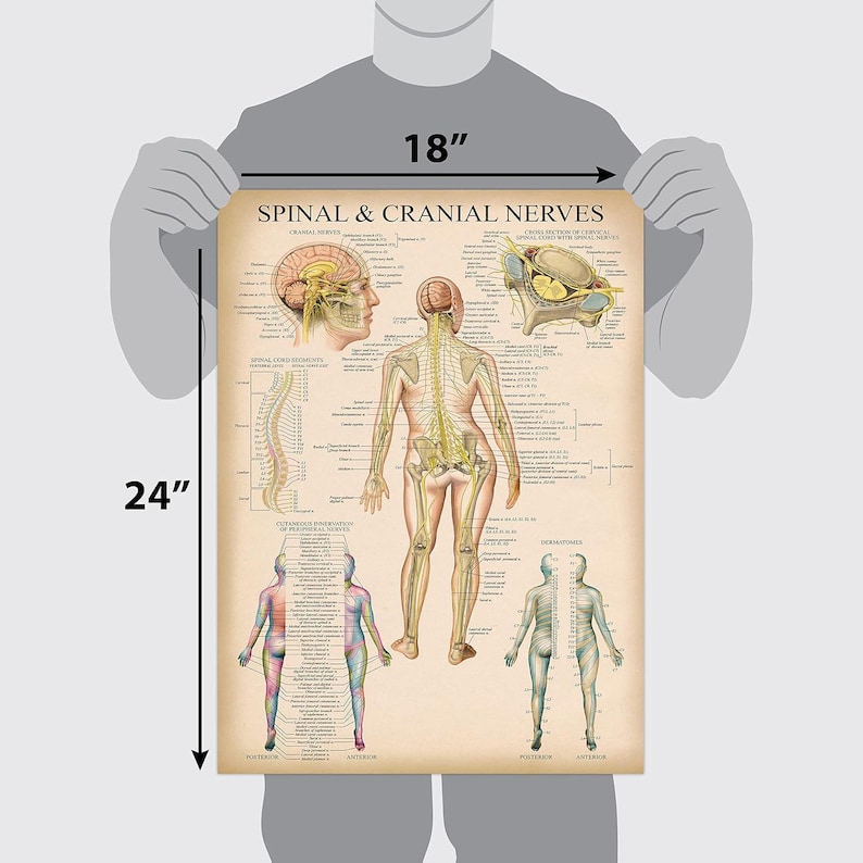Vintage Spinal Nerves Anatomical Chart - Spine and Cranial Nervous ...