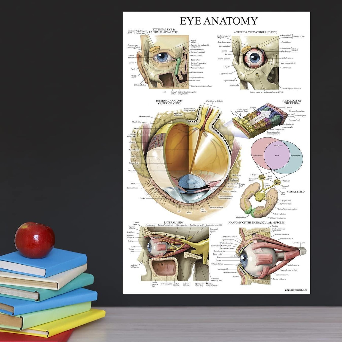 LAMINATED Eye Anatomical Poster - Human Eye Anatomy Chart - 18" X 24 ...