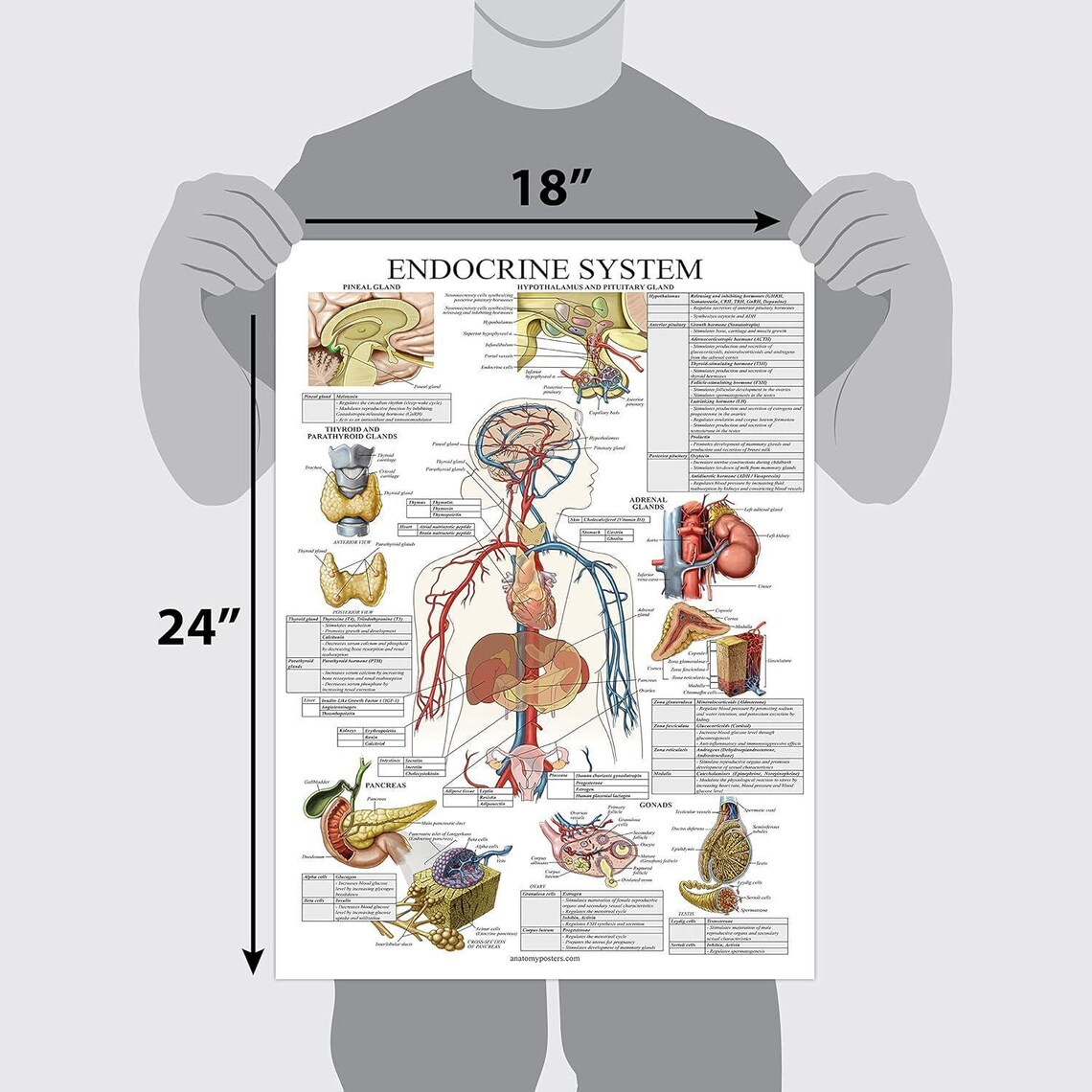 Laminated Endocrine System Anatomical Chart - Endocrine Anatomy Poster (18" X 24") - Etsy