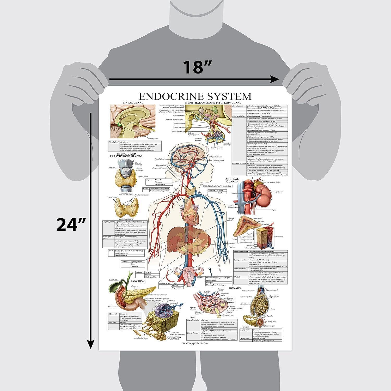 Laminated Endocrine System Anatomical Chart - Endocrine Anatomy Poster ...