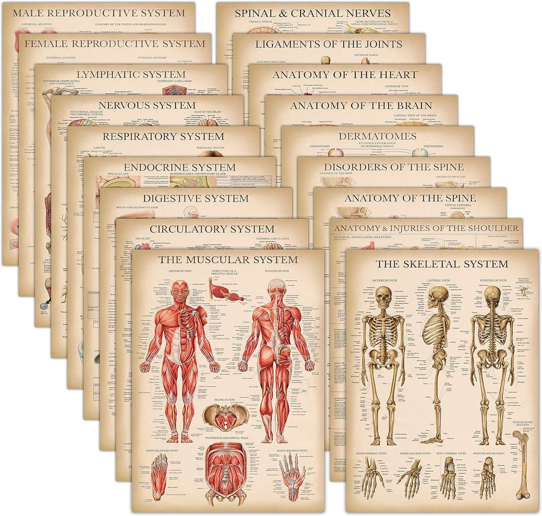 19 Pack - Anatomical Posters (laminated): Muscular, Skeletal, Digestive ...