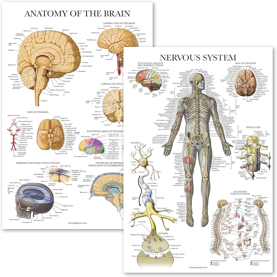 2 Pack - Nervous System & Brain Anatomy Posters - Set of 2 Anatomical ...