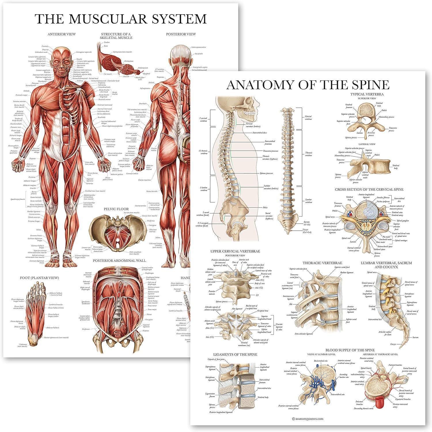 2 Pack: Muscular System + Anatomy of the Spine Posters - Set of 2 ...