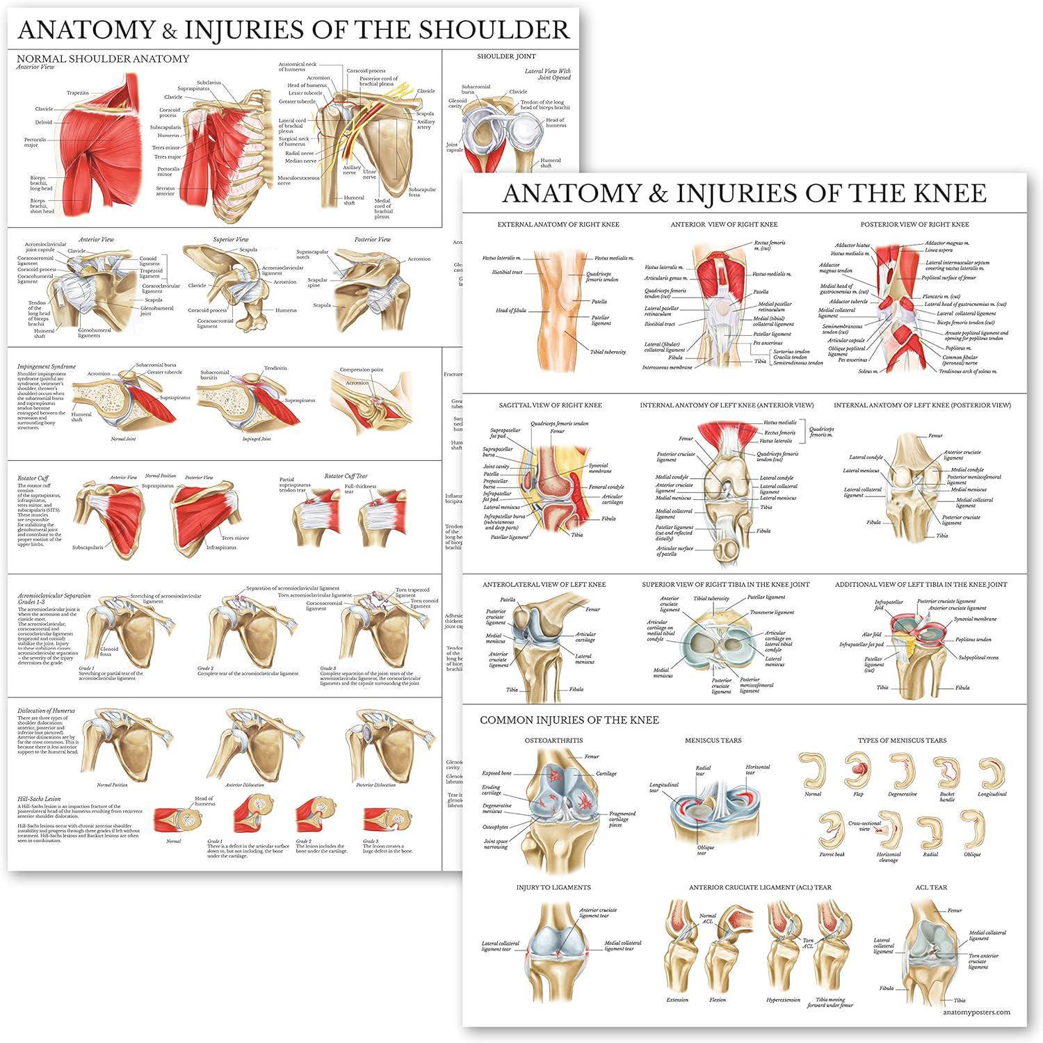 Palace Learning 2 Pack Anatomy and Injuries of the Knee & Shoulder ...